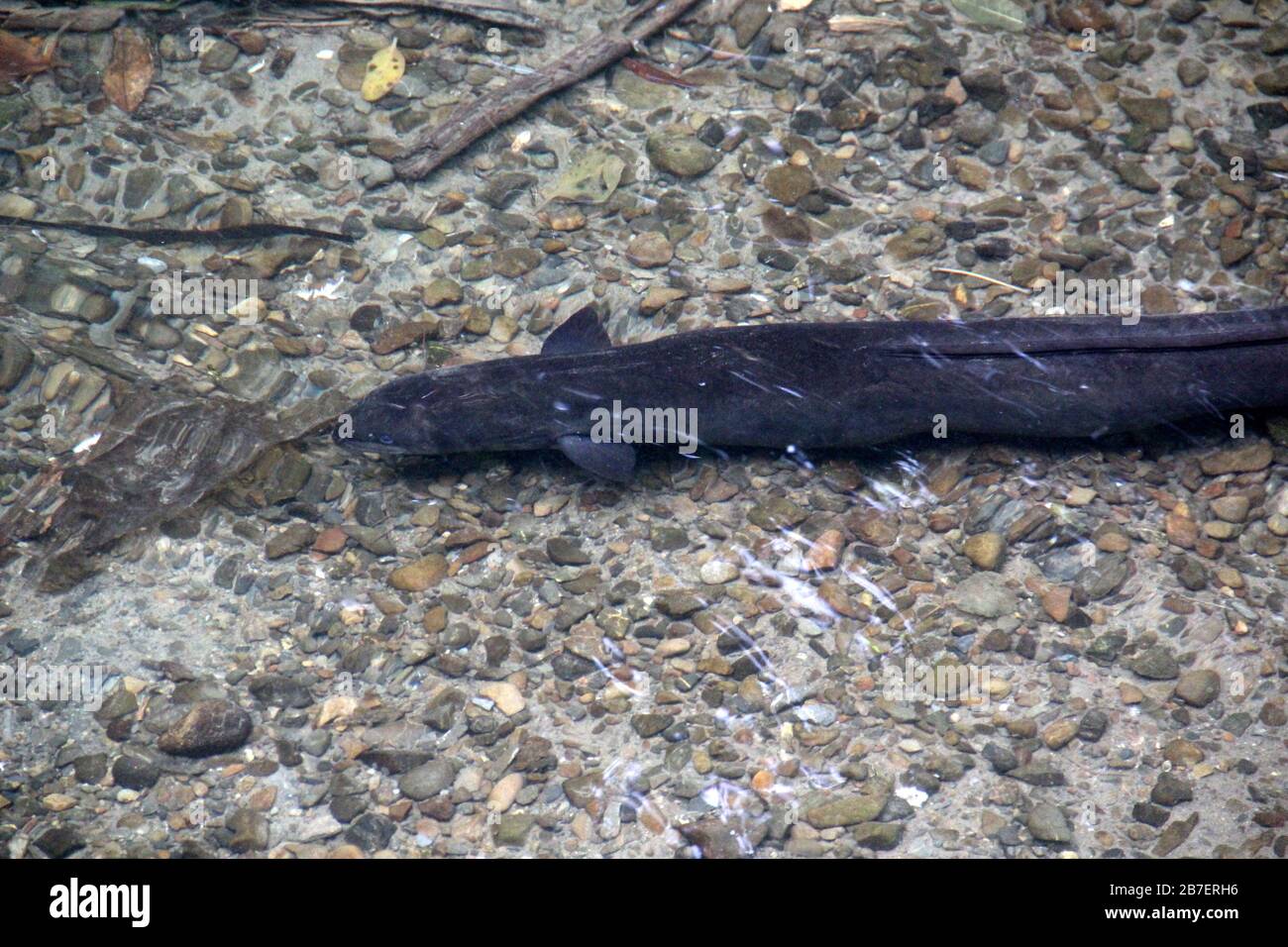 Long fin eel hi-res stock photography and images - Alamy