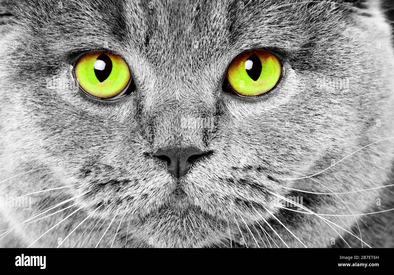 Slit eye pupils hi-res stock photography and images - Alamy