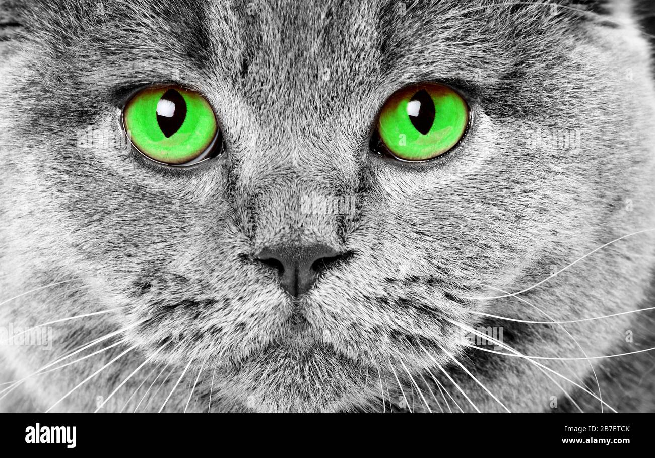 Grey cat with green staring eyes Stock Photo - Alamy