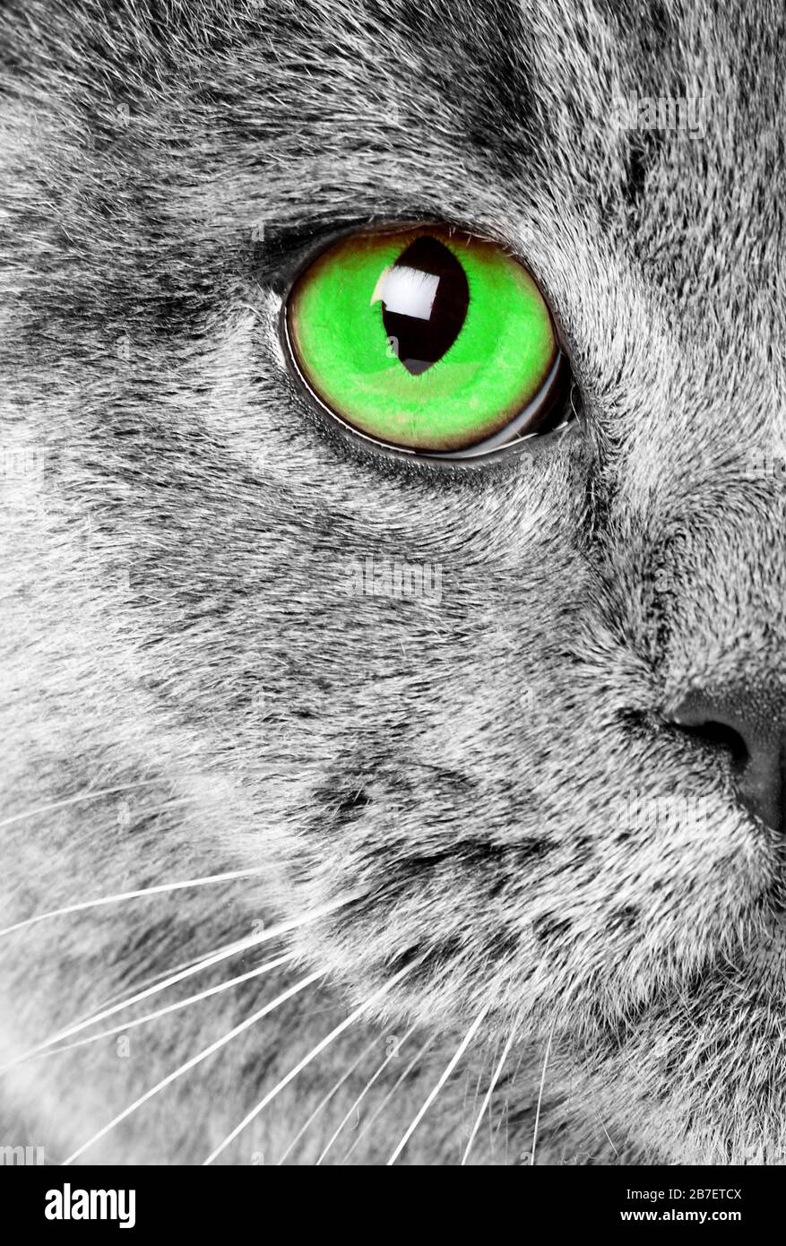 Domestic catbreed hi-res stock photography and images - Alamy