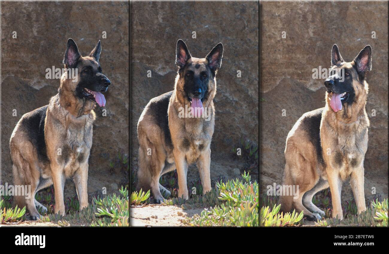 triptych of German Shepherd Dog on canvas standing between rocks on the ...