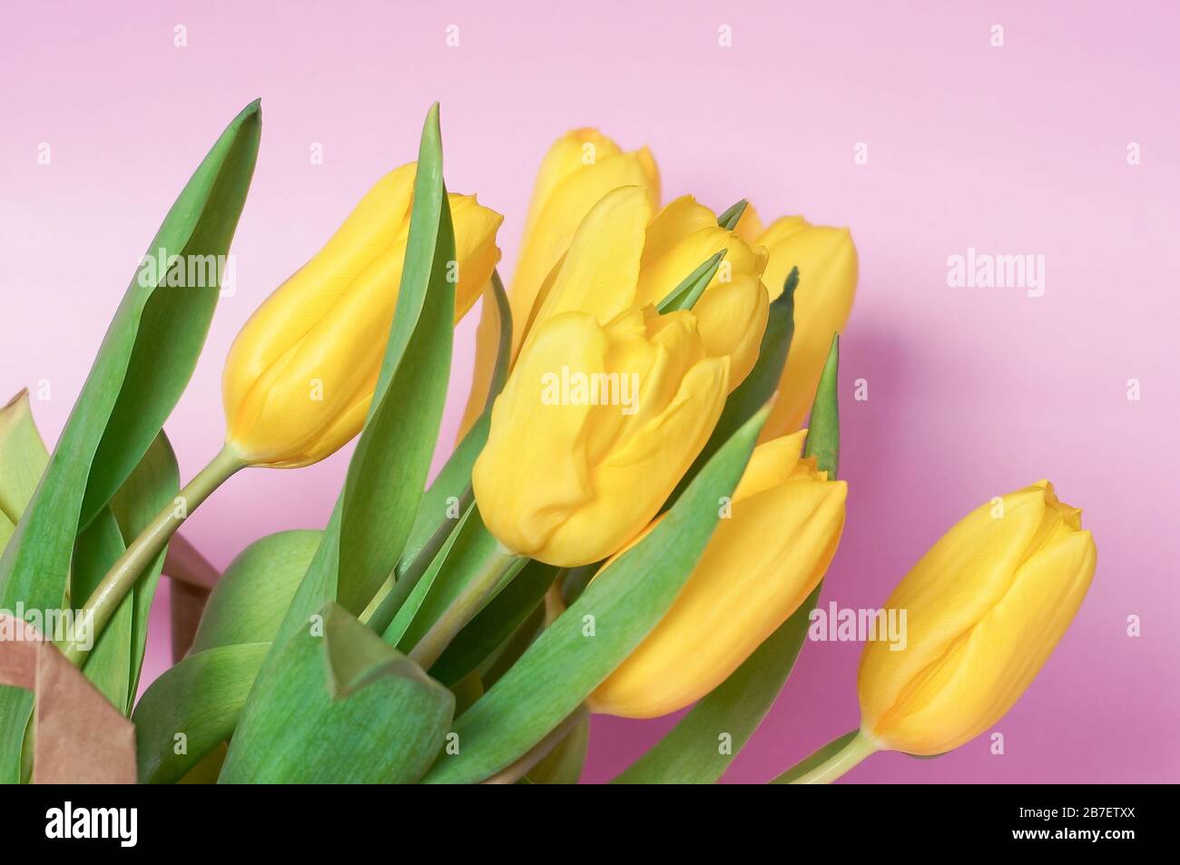 Yellow tulips on rose color background Stock Photo - Alamy