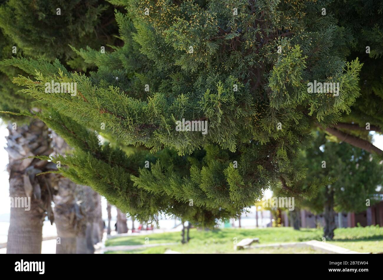 Big thuja buthces close up on beach Stock Photo - Alamy