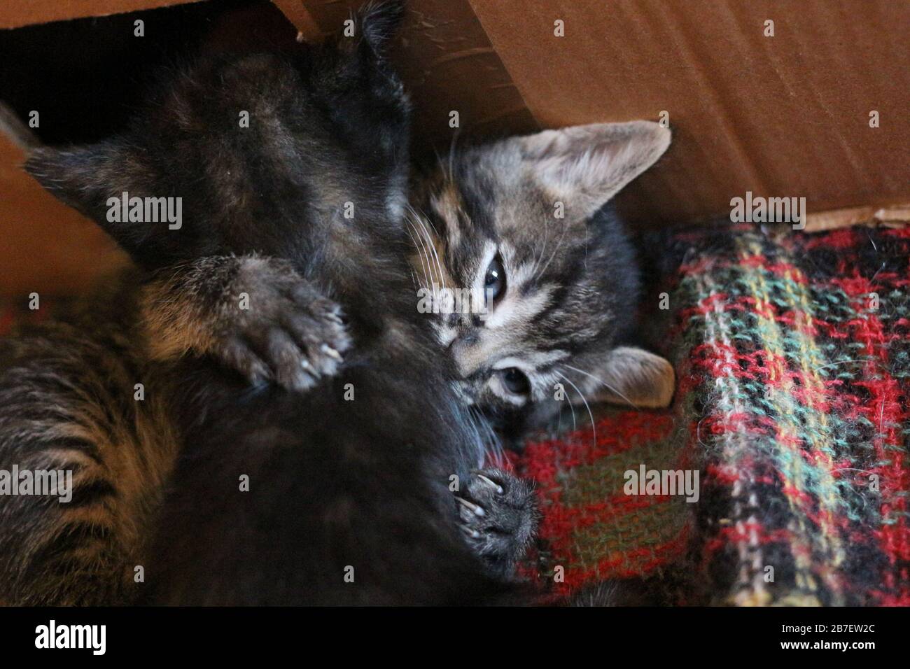 Kitten photo shooting after this amazing 5 cats born. Pictures taken 2 ...