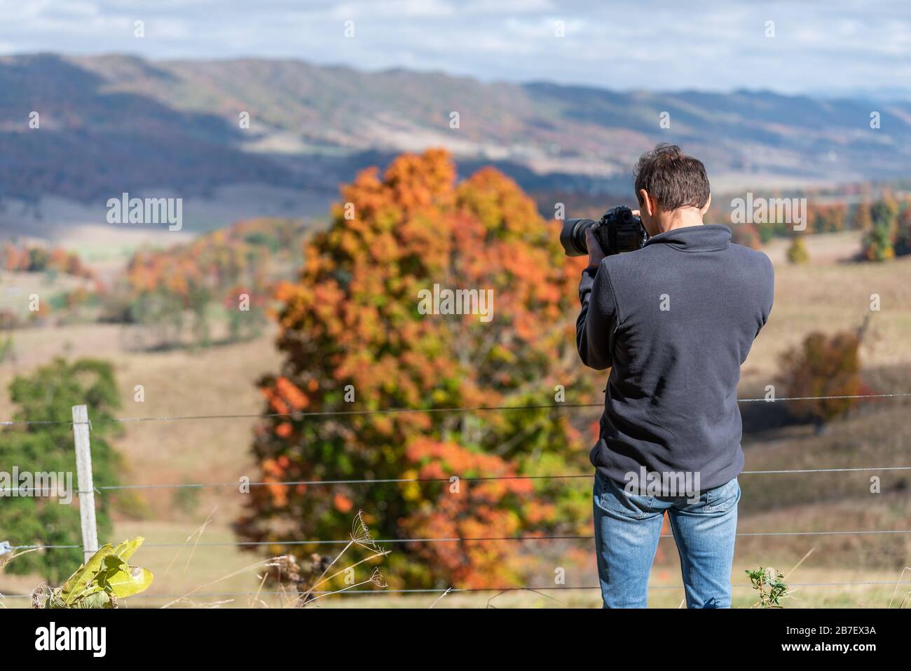 Orange autumn maple trees with man photographing rolling hills ...
