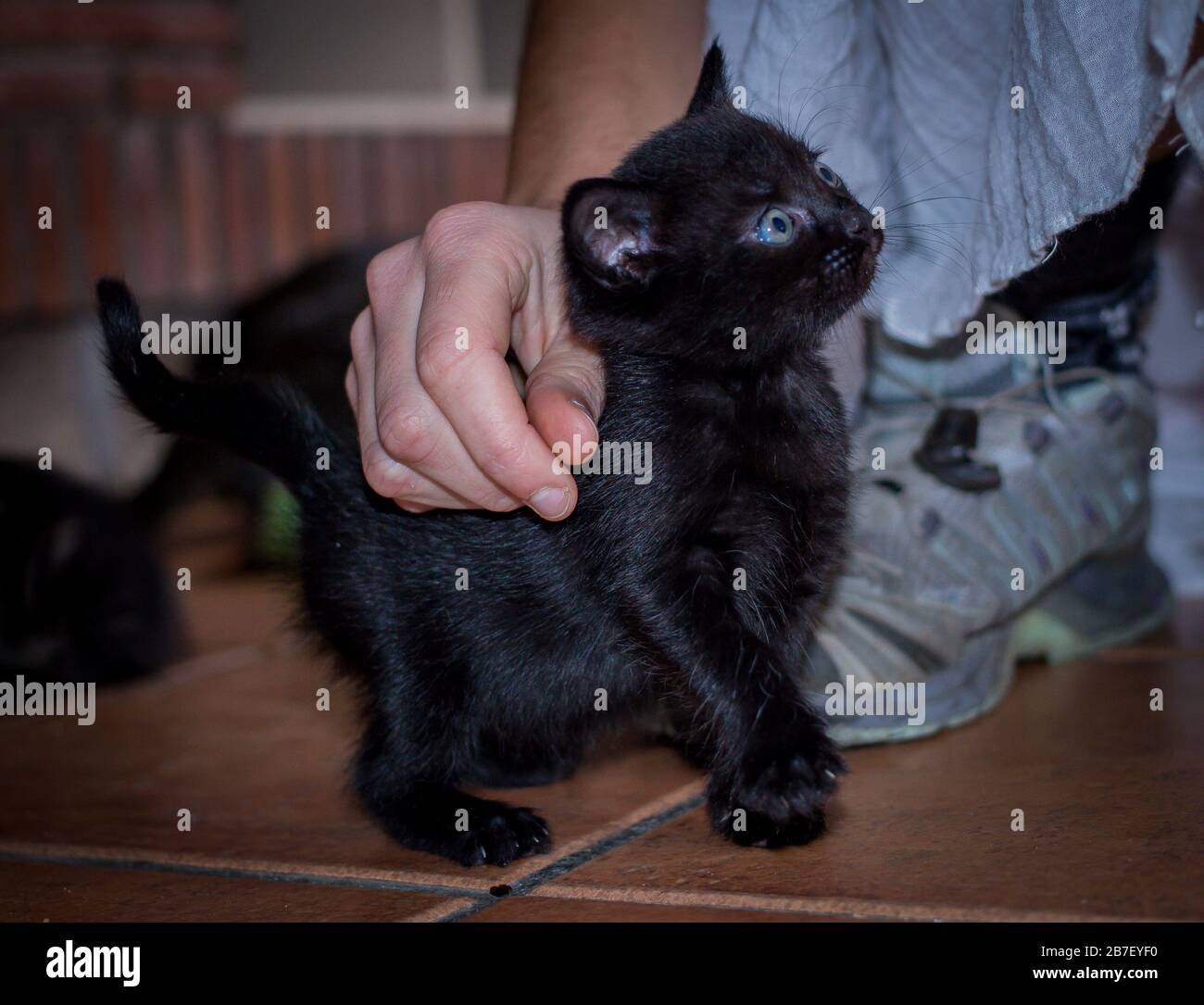 2 animales hi-res stock photography and images - Alamy