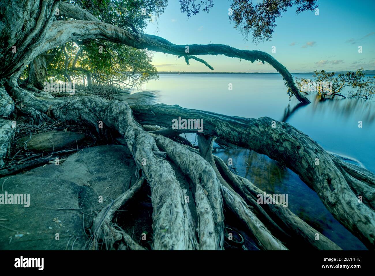 The Lake Cootharaba vegetation near the Noosa's Everglade, Australia ...