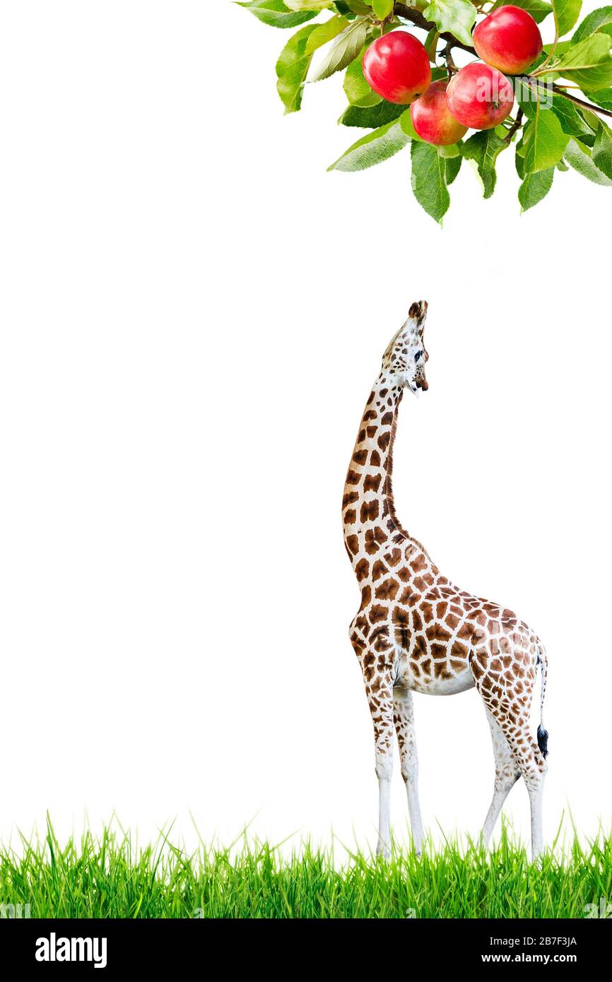 A giraffe stretching up to reach a leaf from an apple tree. Concept ...