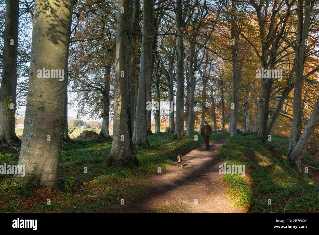 Angus trail hi-res stock photography and images - Alamy