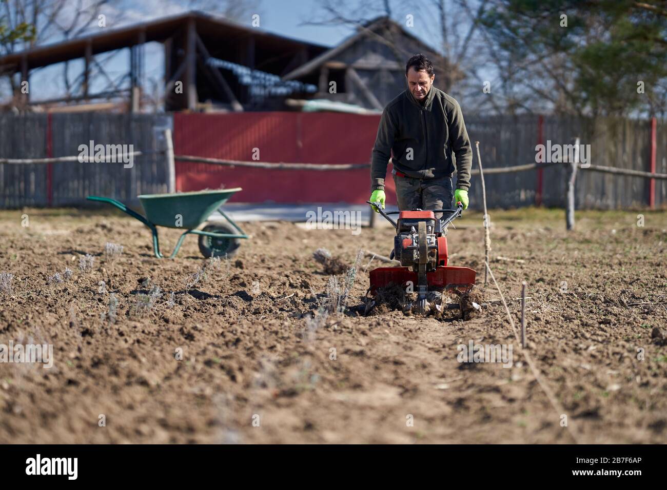 Farmer weeding with a motorized tiller on a lavender field Stock Photo ...