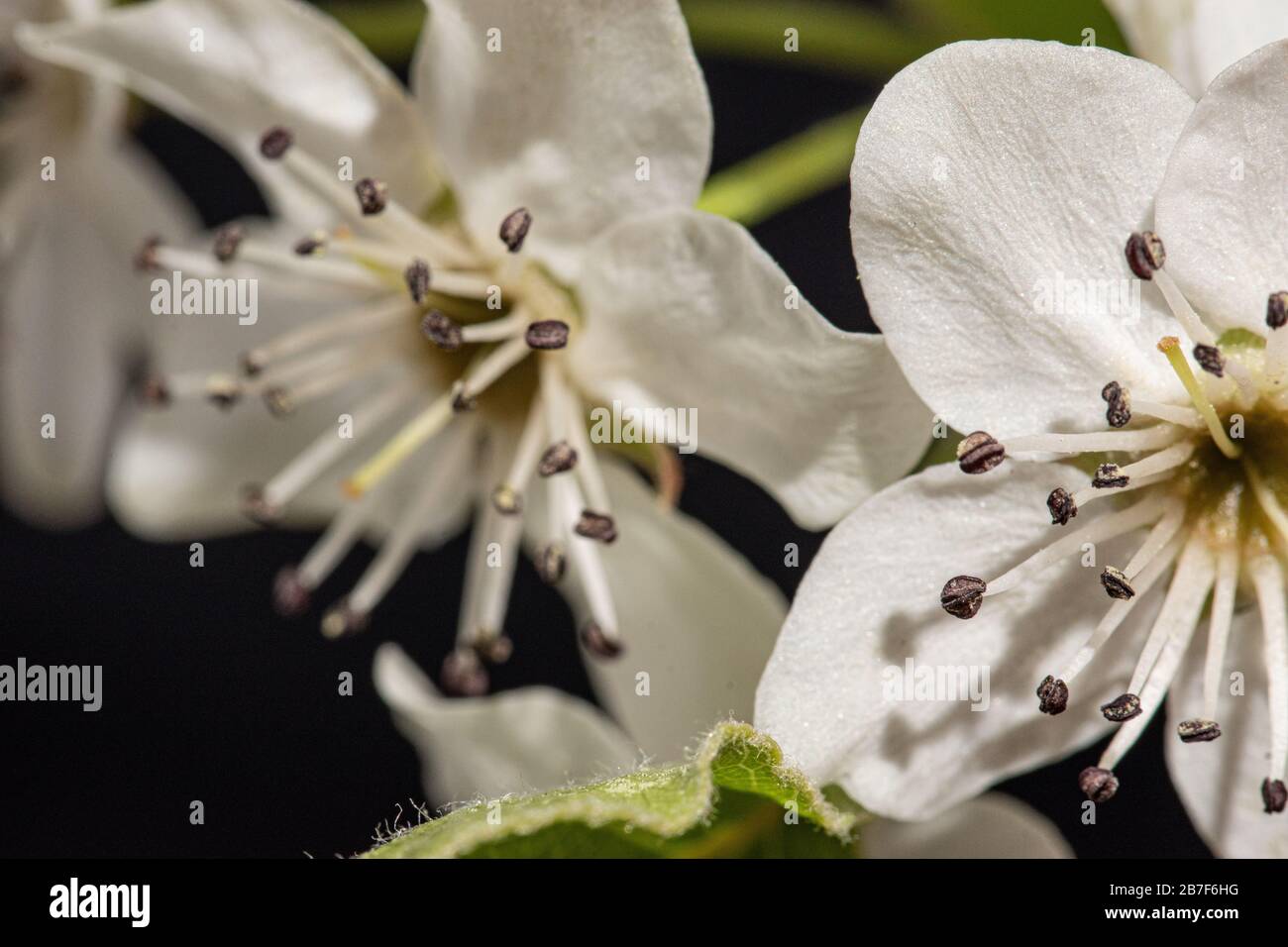 Flowering Pear Pyrus callaryana Blooming White in Spring Stock Photo ...