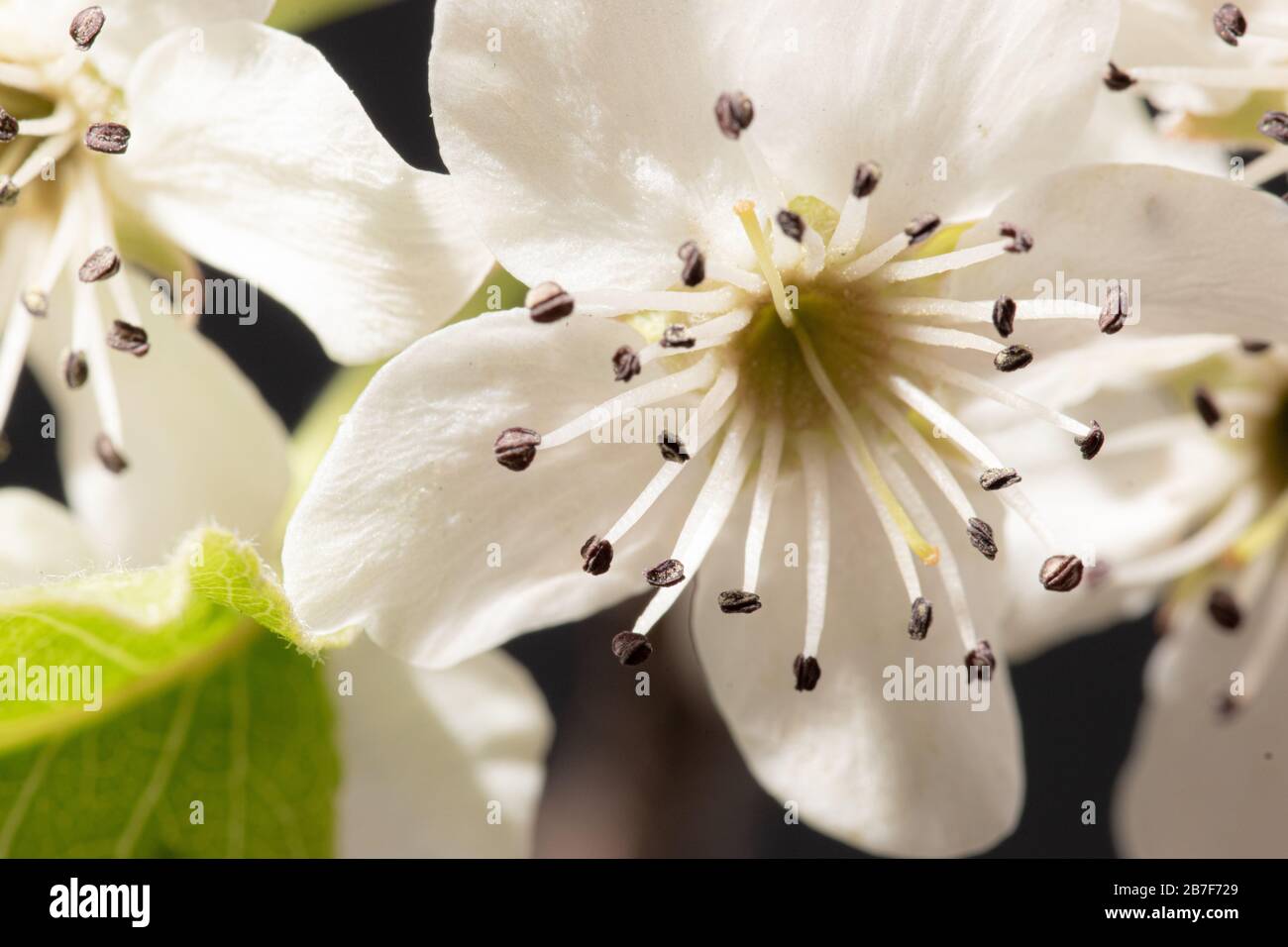 Flowering Pear Pyrus callaryana Blooming White in Spring Stock Photo ...