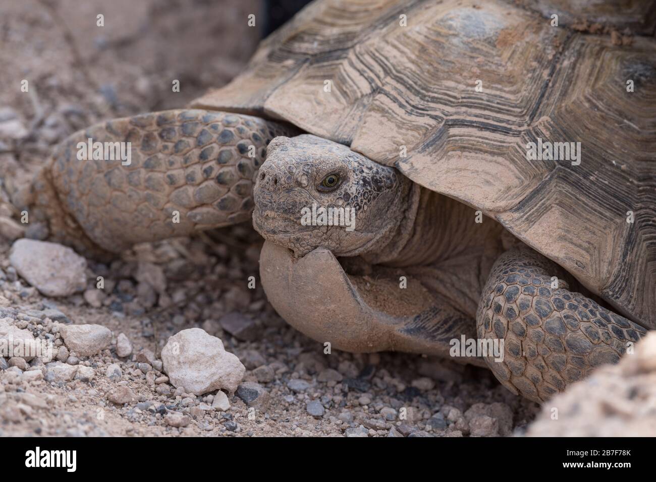Tortoise gular hi-res stock photography and images - Alamy
