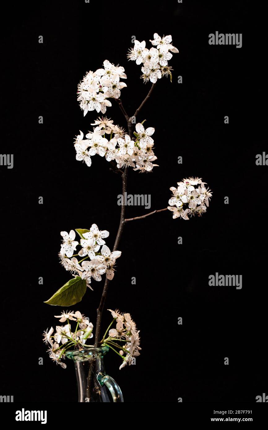 Flowering Pear Pyrus callaryana Blooming White in Spring Stock Photo ...