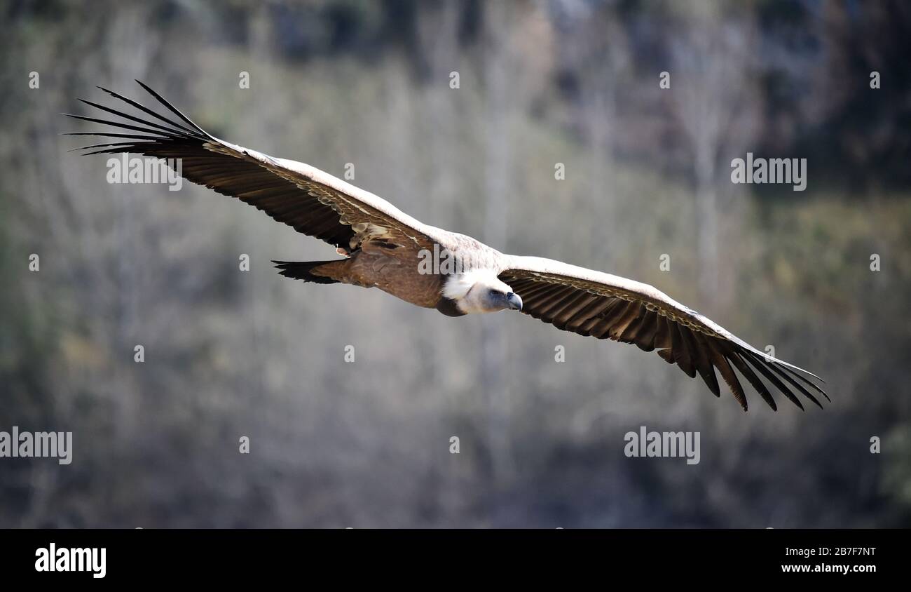 vulture griffon flying on the spanish natural park Stock Photo - Alamy