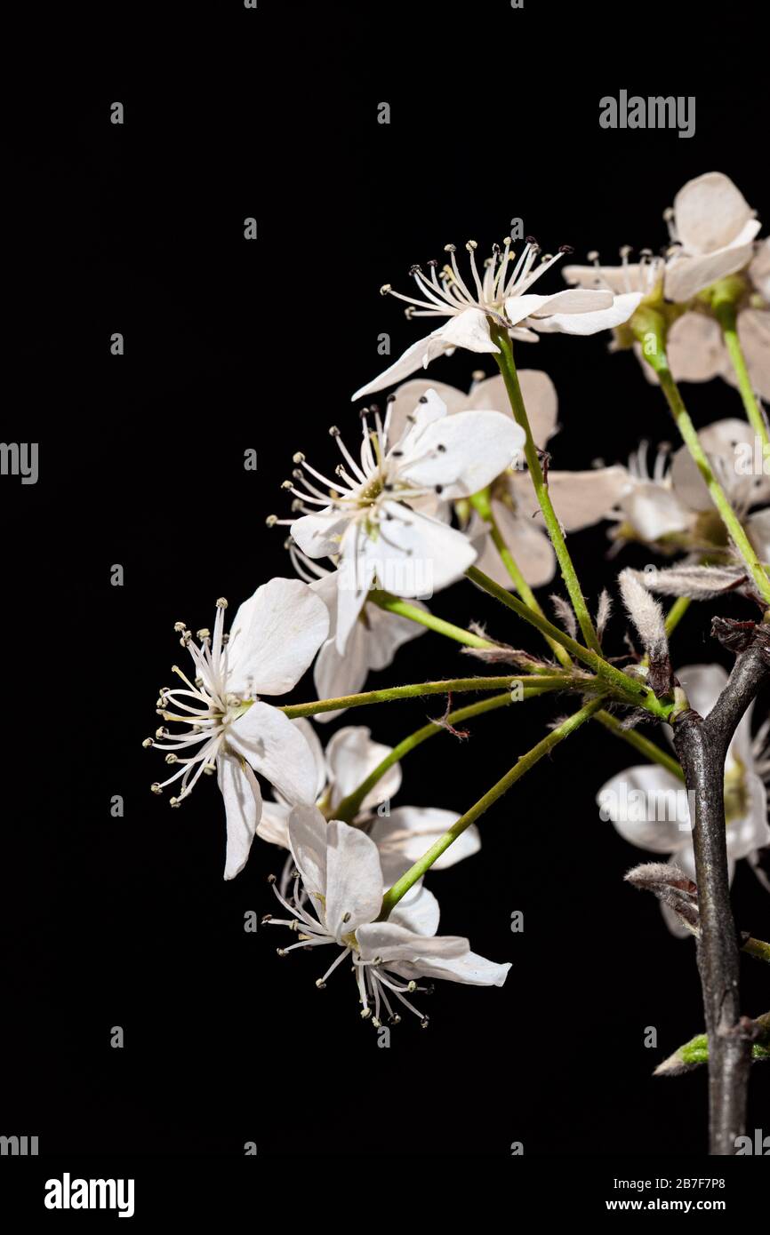 Flowering Pear Pyrus callaryana Blooming White in Spring Stock Photo ...