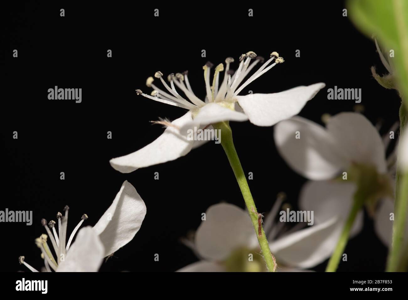 Flowering Pear Pyrus callaryana Blooming White in Spring Stock Photo ...