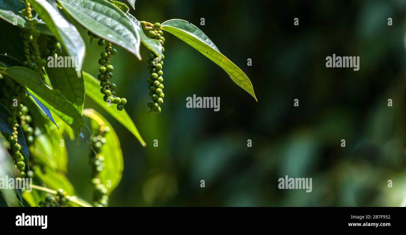 organic green pepper from kampot farm Cambodia Stock Photo - Alamy