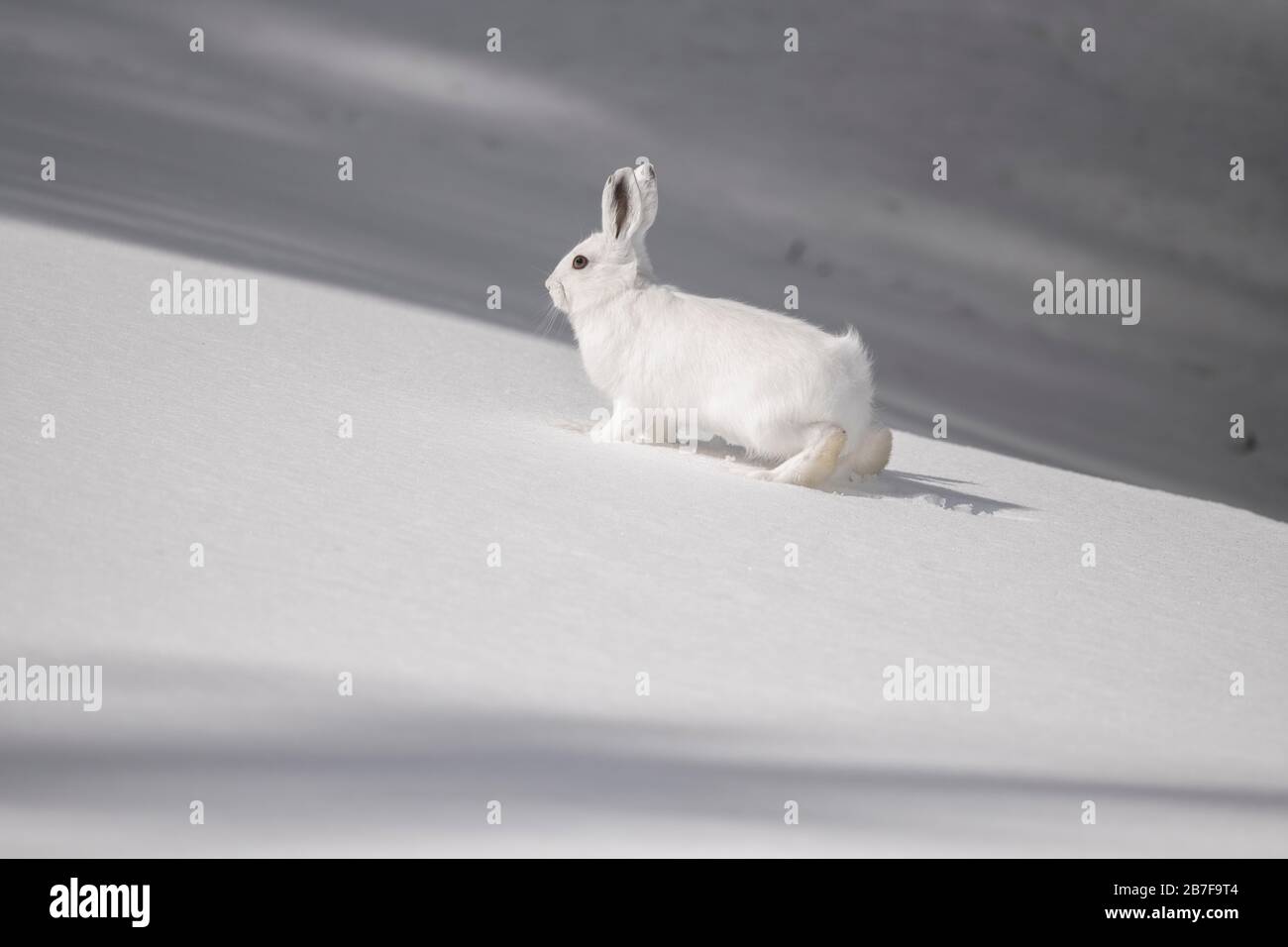 Snowshoe hare sitting on snow Stock Photo - Alamy