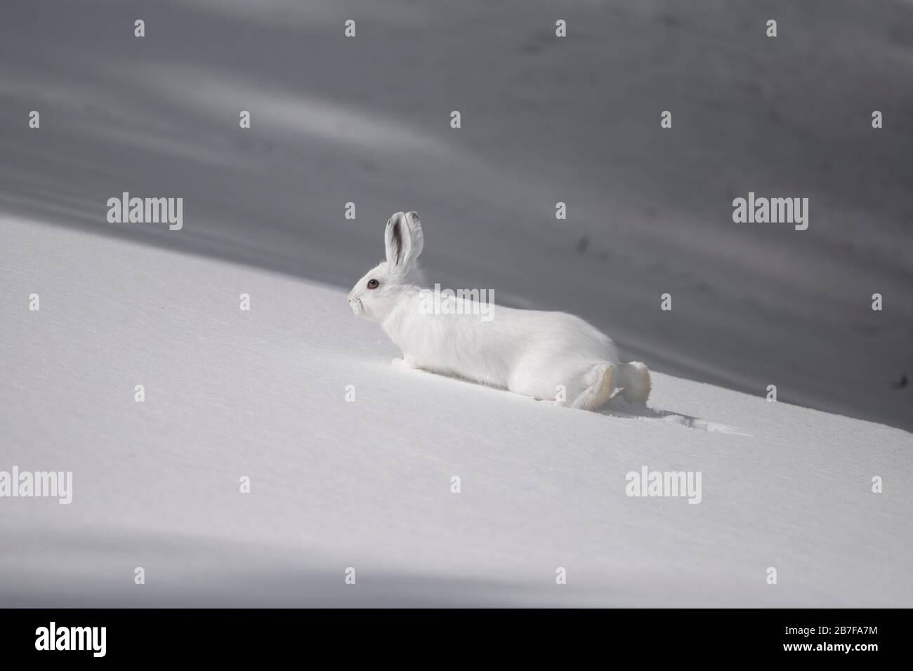 Snowshoe hare sitting on snow Stock Photo - Alamy