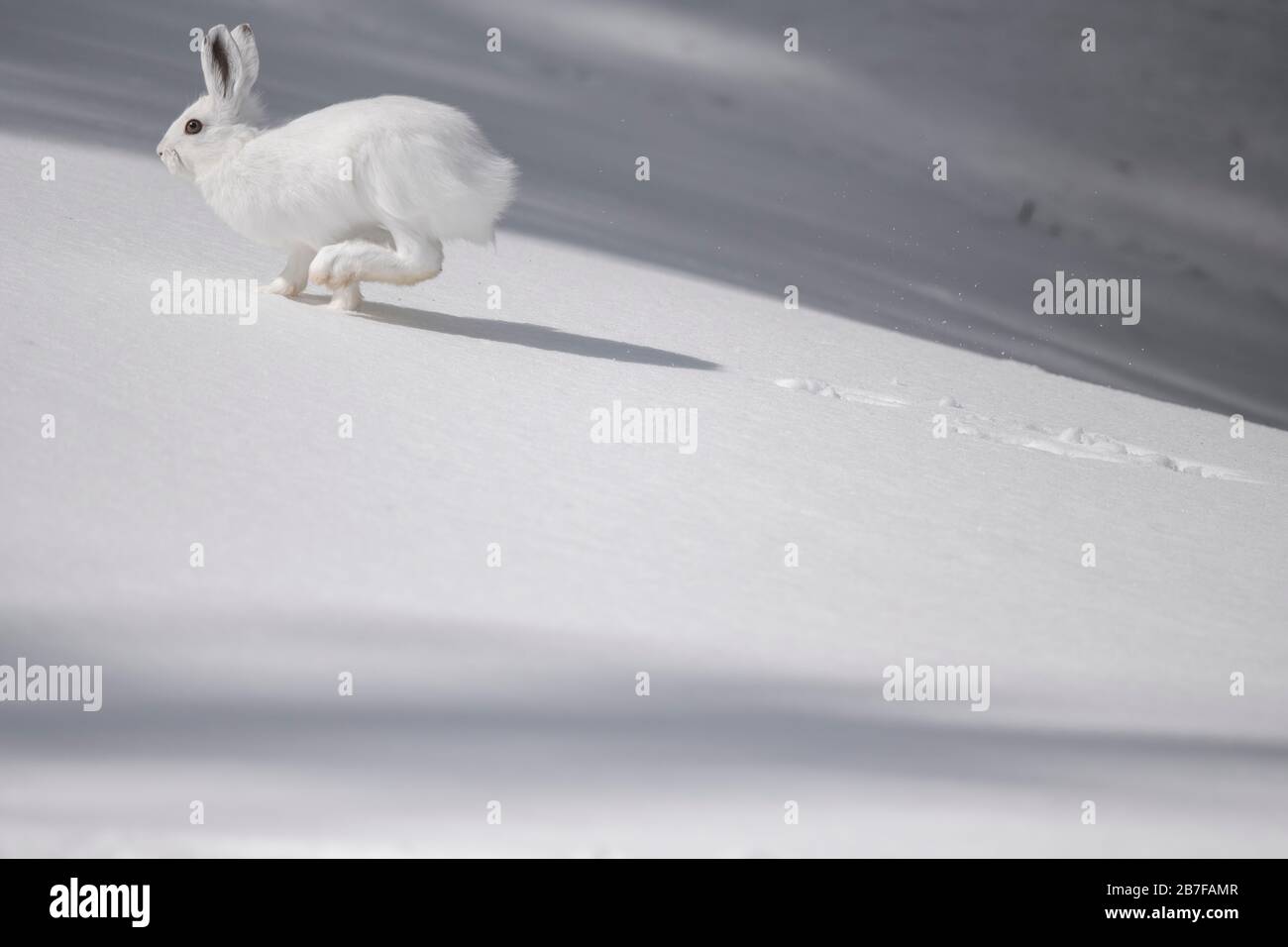 Snow rabbit running hi-res stock photography and images - Alamy