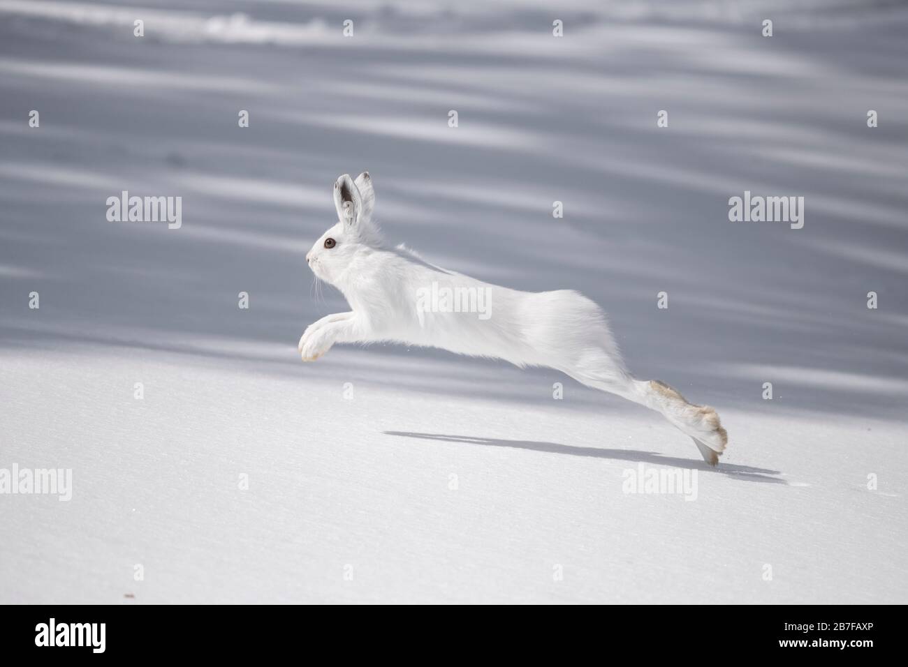 Snowshoe hare running hi-res stock photography and images - Alamy