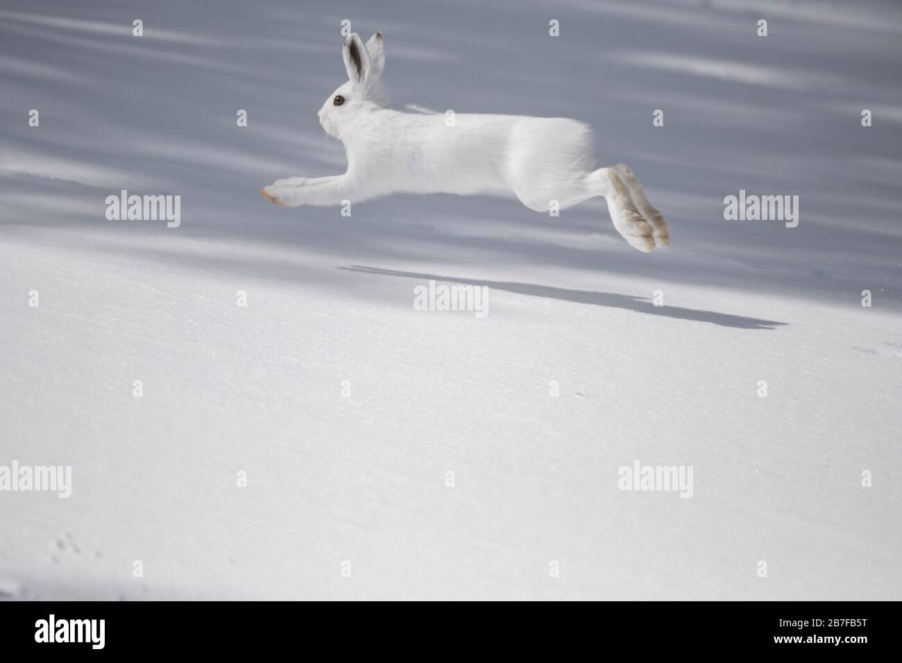 Snowshoe hare running across snow Stock Photo - Alamy