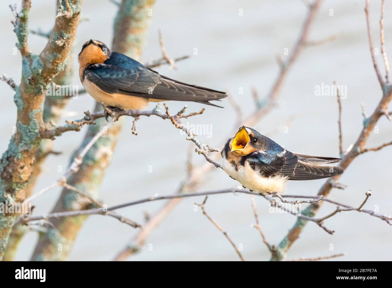 Two barn swallows on thin branches singing Stock Photo - Alamy