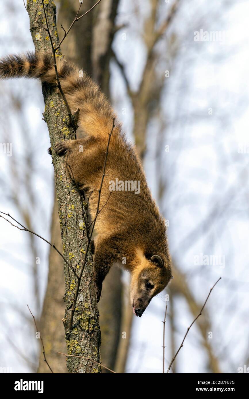 South American coati on a tree Stock Photo - Alamy