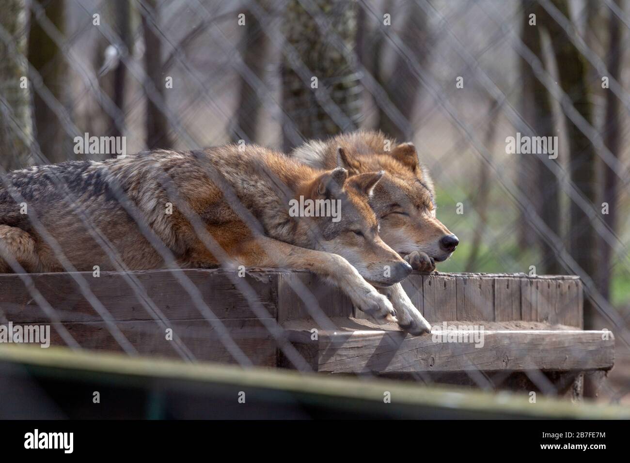 Eurasian wolf howling hi-res stock photography and images - Alamy