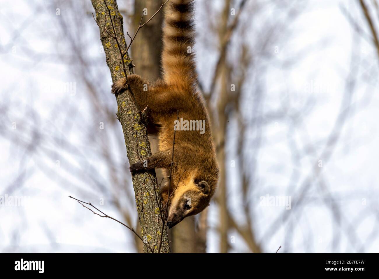 Coati climbing a tree hi-res stock photography and images - Alamy