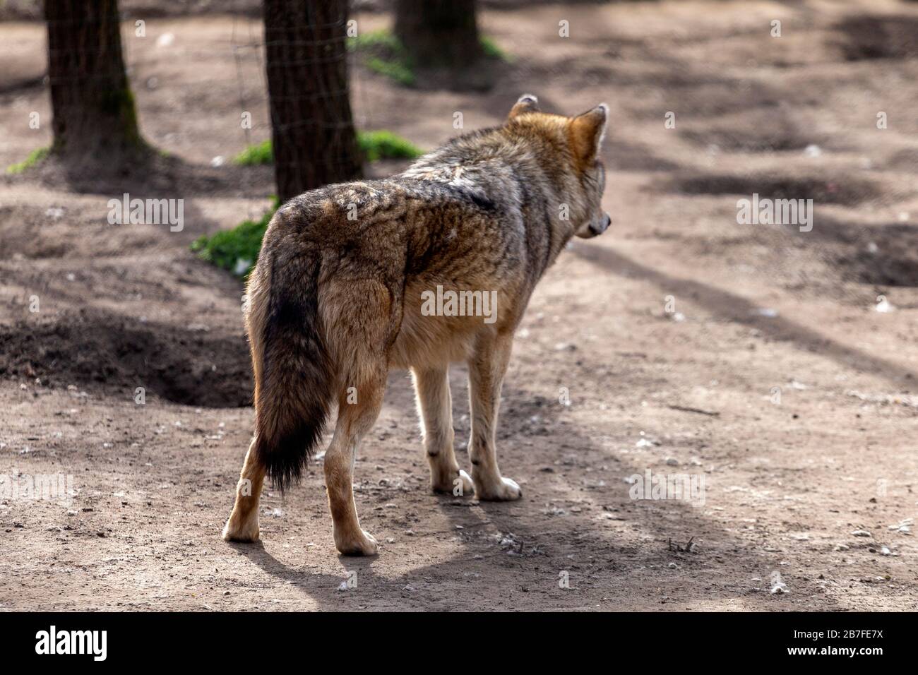 Eurasian wolf howling hi-res stock photography and images - Alamy
