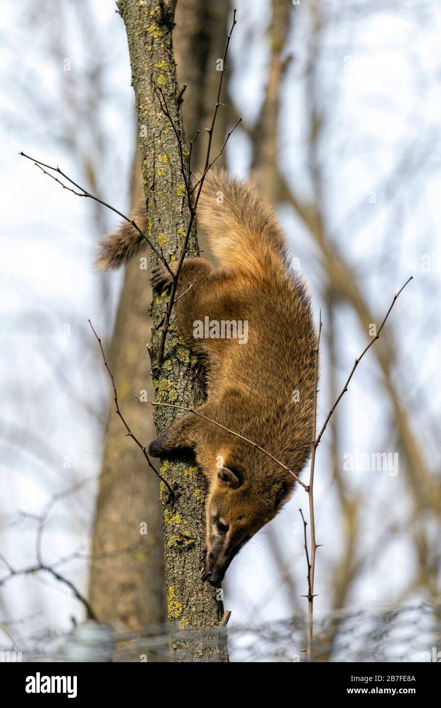 South American coati on a tree Stock Photo - Alamy