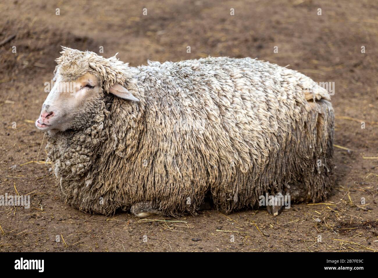 Sheep (Ovis aries) in a zoo in Hungary Stock Photo - Alamy