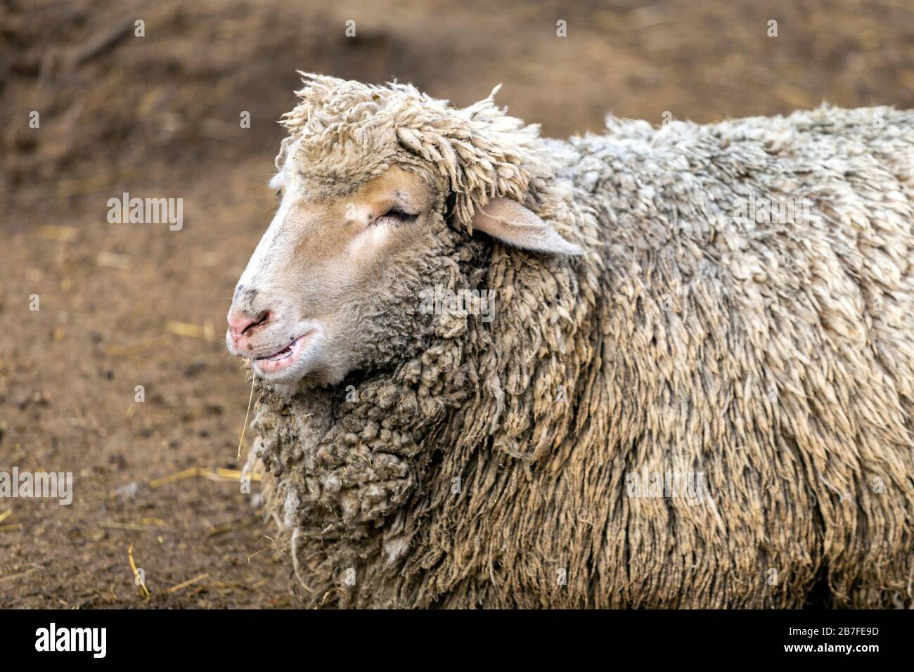 Sheep (Ovis aries) in a zoo in Hungary Stock Photo - Alamy