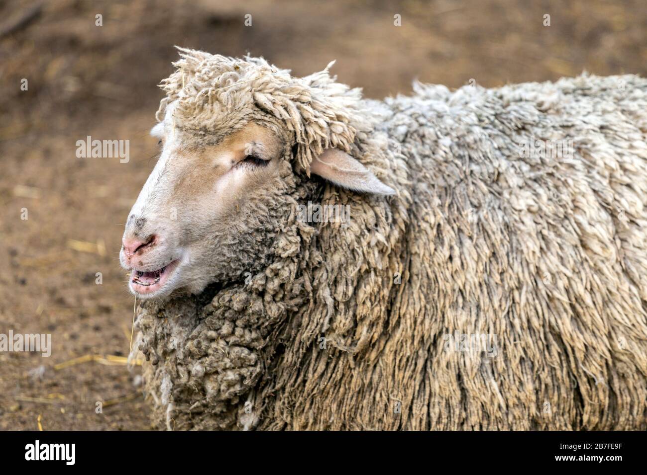 Sheep (Ovis aries) in a zoo in Hungary Stock Photo - Alamy