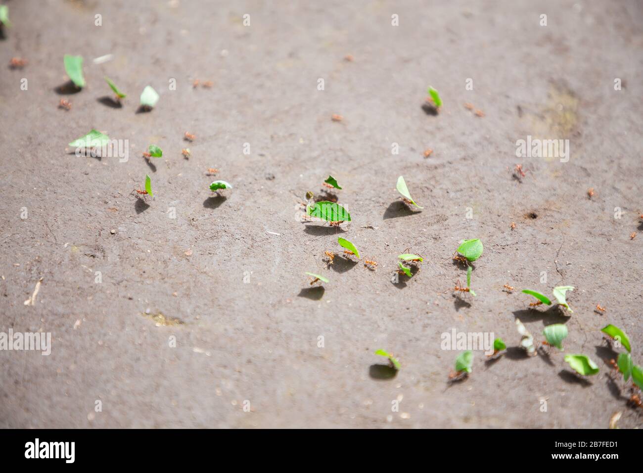 Antsatwork hi-res stock photography and images - Alamy