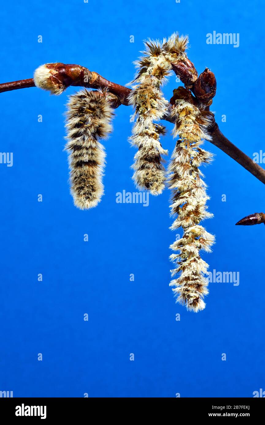 Willow cats - flowers willow tree in spring the studio Stock Photo - Alamy