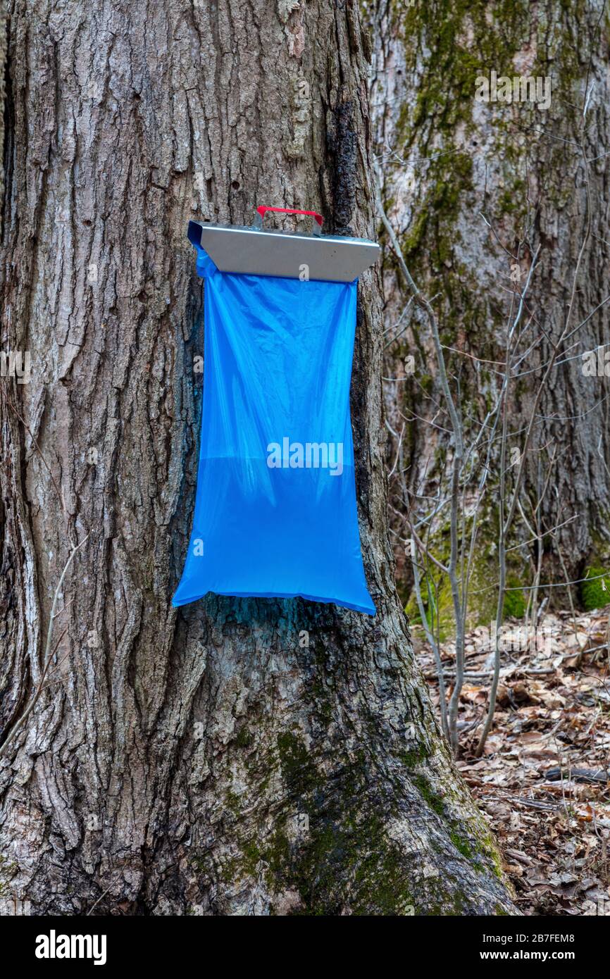 Maple Sugar sap gathering from Sugar Maple Trees, SW Michigan, USA, by ...
