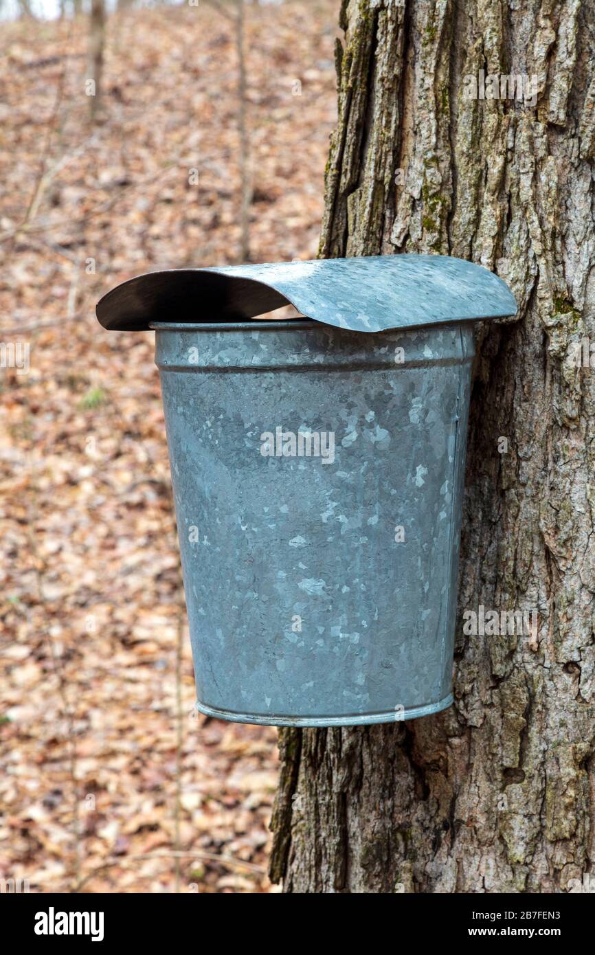 Maple Sugar sap gathering from Sugar Maple Trees, SW Michigan, USA, by ...