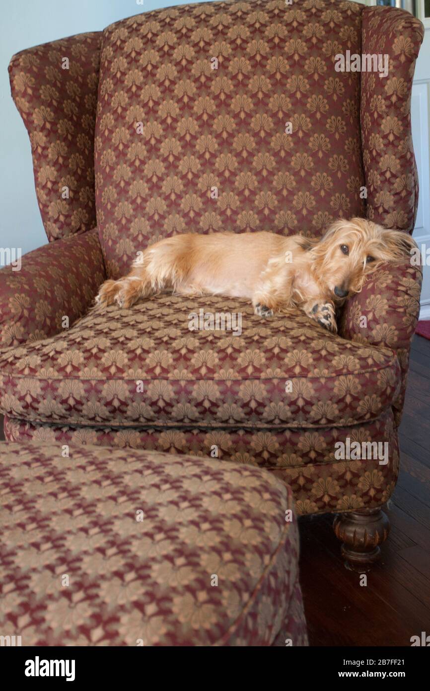 Dachshund on Chair Stock Photo - Alamy