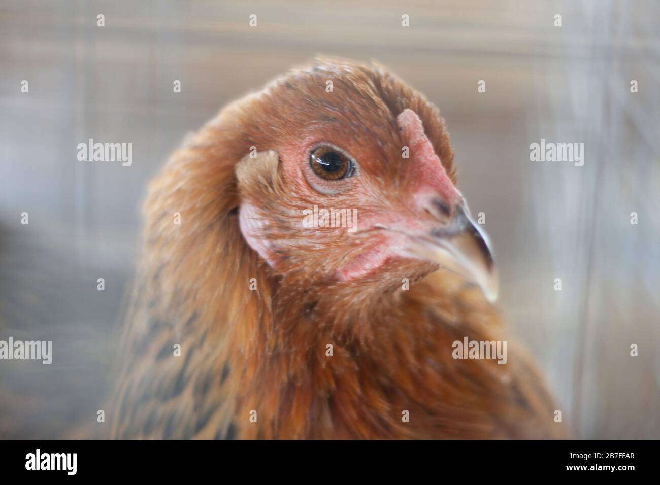 Show chicken hi-res stock photography and images - Alamy