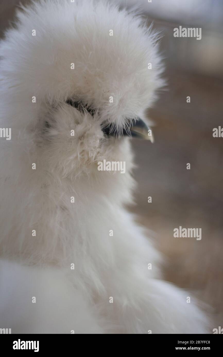 Show chicken hi-res stock photography and images - Alamy