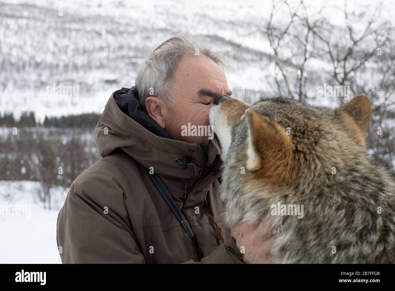 Black timber wolf snow hi-res stock photography and images - Alamy