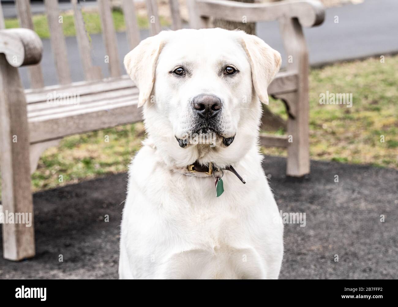 Labrador retriever yellow sitting hi-res stock photography and images ...