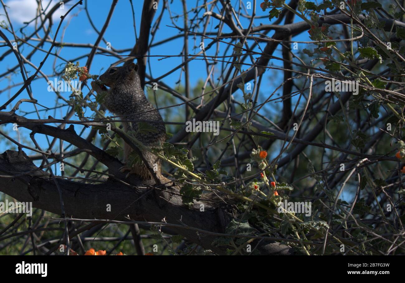 Squirrel Eating Dinner Stock Photo - Alamy