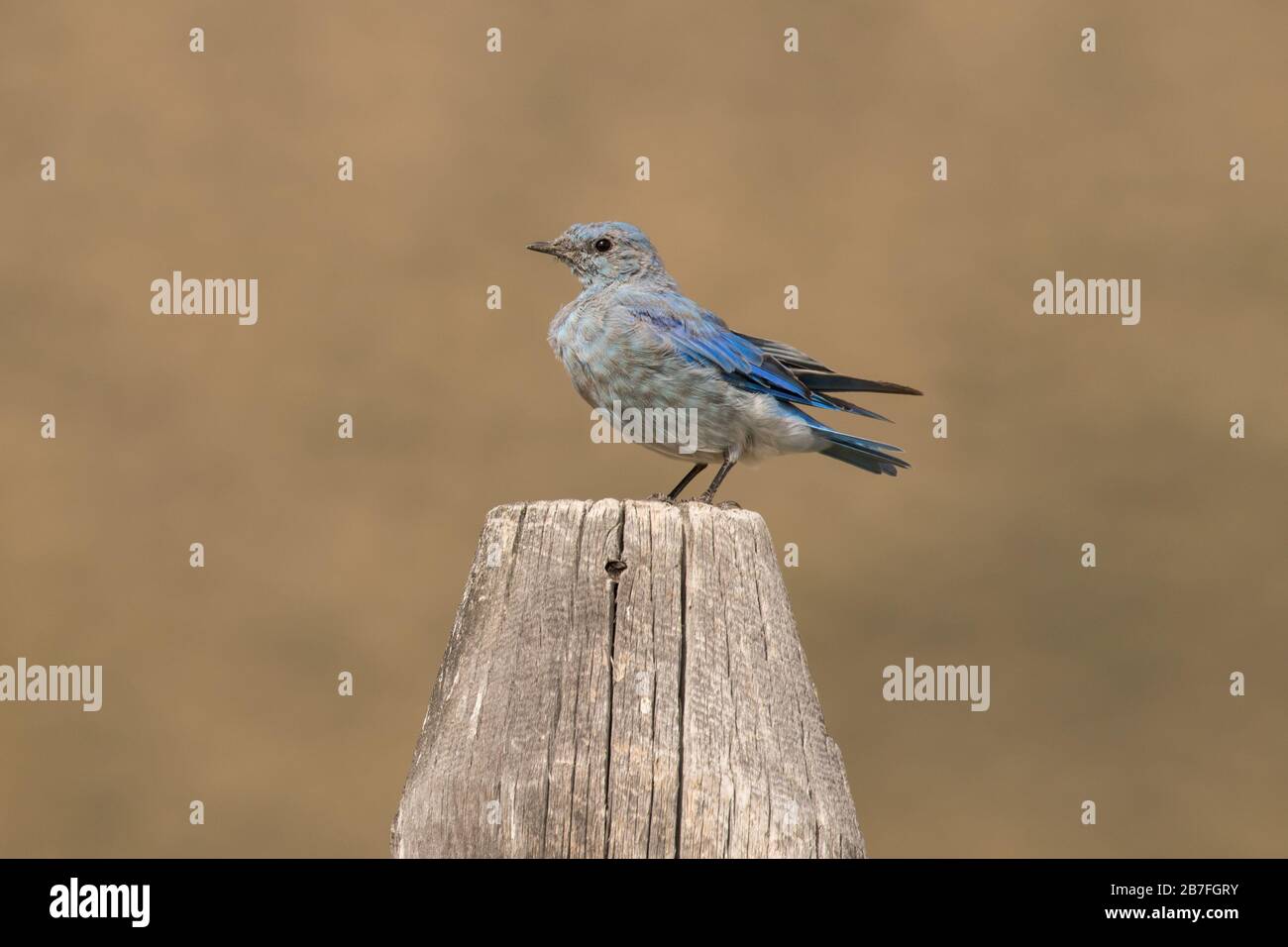 Mountain Bluebird II Stock Photo - Alamy