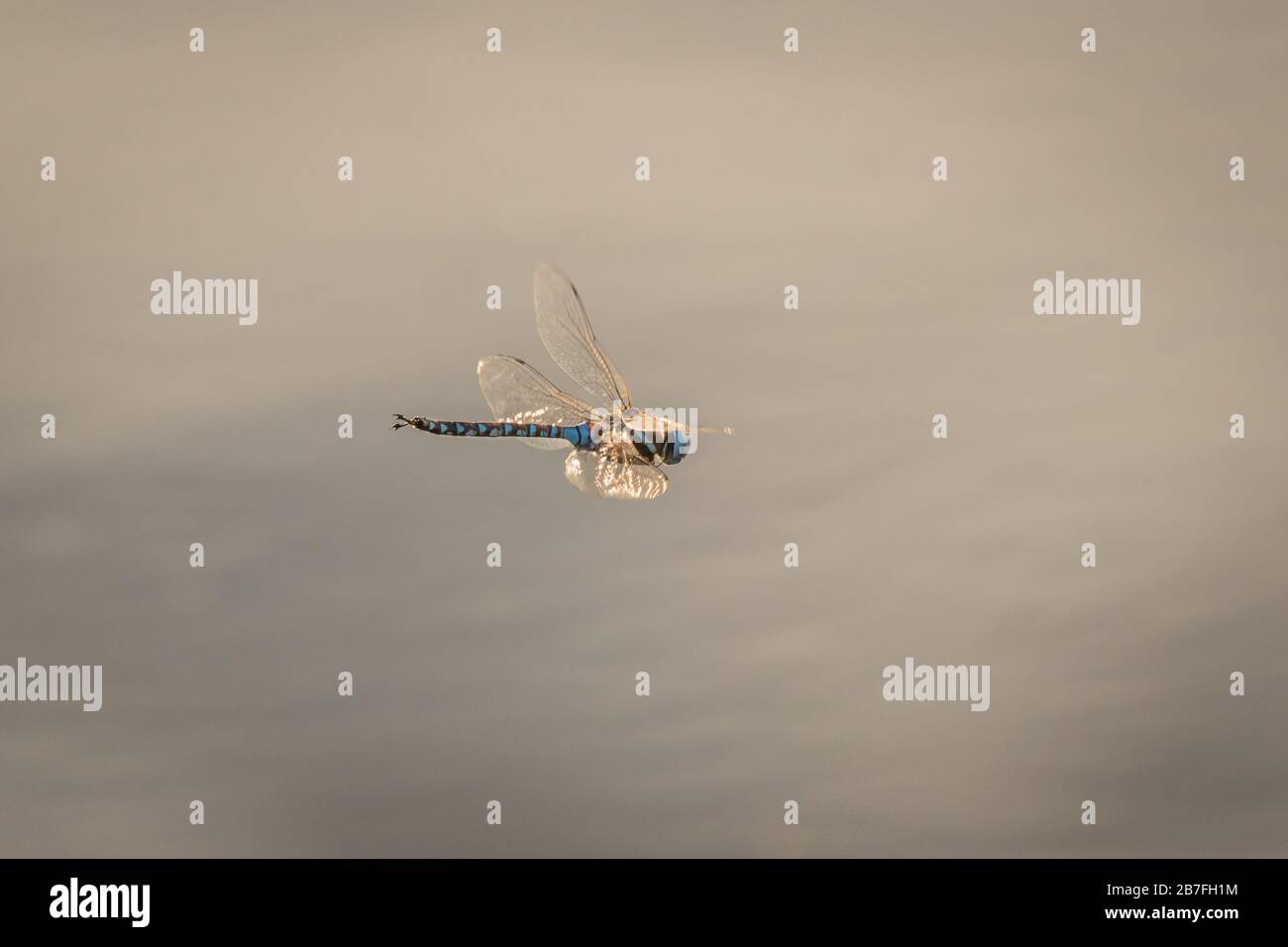 Dragonfly flying over water hi-res stock photography and images - Alamy