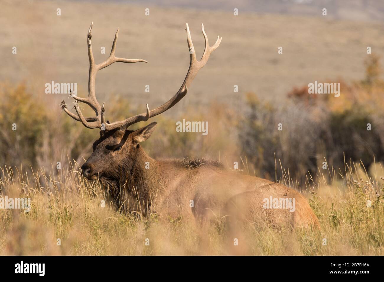 Bedded Bull Elk II Stock Photo - Alamy