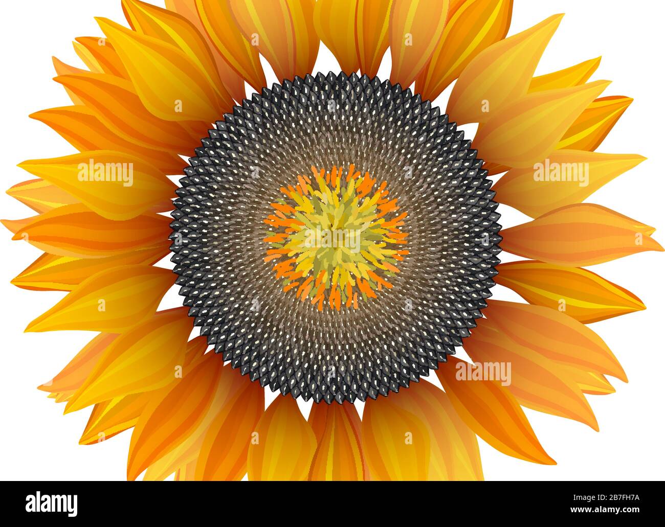 Flora blossom garden bright Stock Vector Images - Alamy